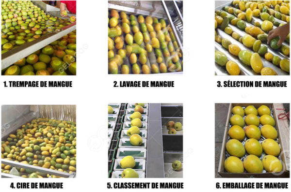 Ligne de Lavage Cirage Séchage Classement de Fruits de Mangue Automatique